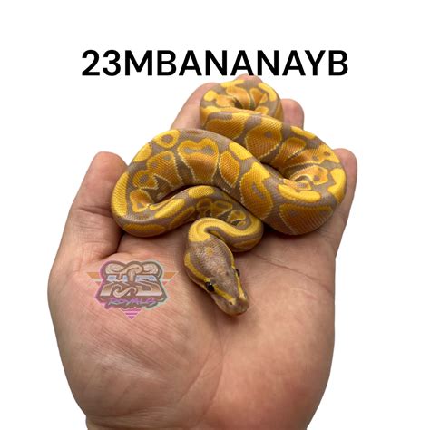 Banana Yb Ball Python By Xs Royals Morphmarket