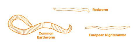 Earthworm Drawing