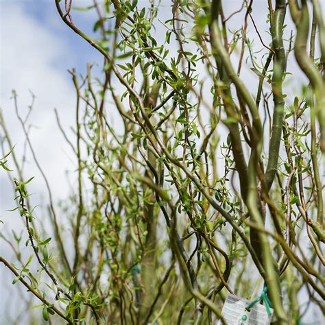 Curly Corkscrew Willow Tree Buy Corkscrew Willow For Sale Perfect