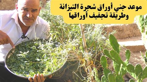 موعد جني أوراق شجرة التيزانة أو لويزة أو المليسة وكيفية المحافظة عليها