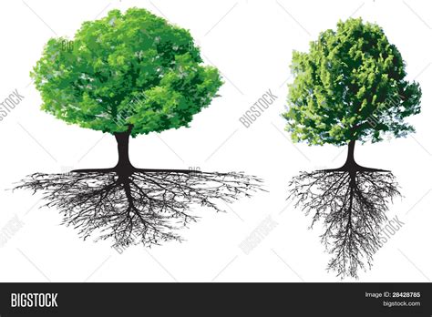 Trees With Roots Stock Vector Stock Photos Bigstock