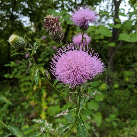 Field Of Purple Thistle