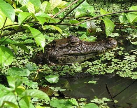 Kaiman (Caiman Crocodilus, Melanosuchus Niger, Caiman Yacare ...
