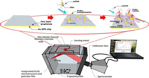 Experimental Configuration Of Dna Hybridization On A Graphene Based Spr Download Scientific