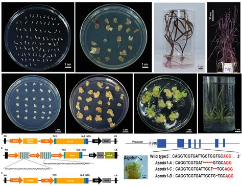 Efficient Genetic Transformation And Genome Editing Via An