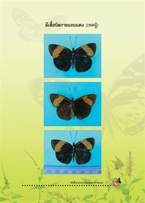 ผีเสื้อกลางวันในหุบเขาลำพญา Hewyyyhewyyy หน้าหนังสือ 21 พลิก Pdf ออนไลน์ Pubhtml5