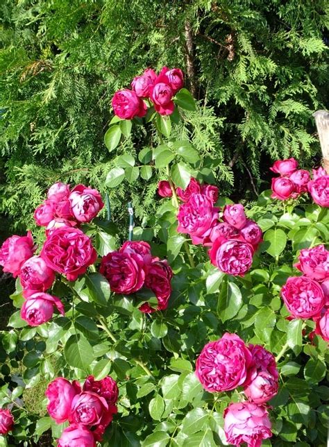 Эрик Таберли Роза Плетистая Фото И Описание – Telegraph