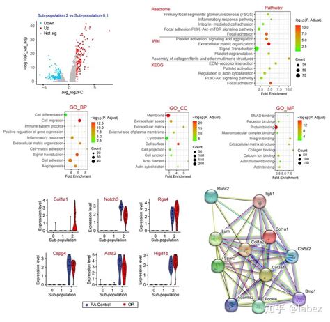 Labex Bd单细胞测序助力视网膜毛细血管功能障碍异质性周皮细胞的分子机制研究 知乎