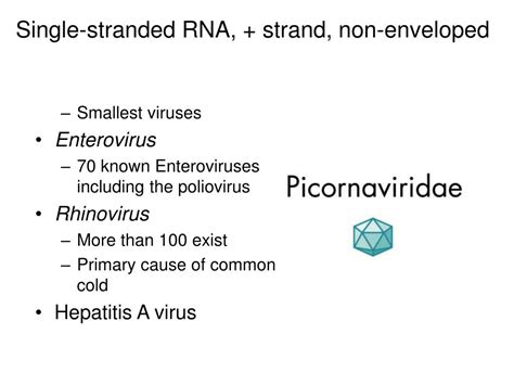 Ppt Single Stranded Dna Non Enveloped Powerpoint Presentation Free Download Id 6743589