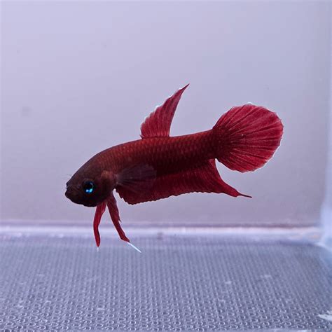 Betta Mulyadii Sp Api Api Red Ivenbetta