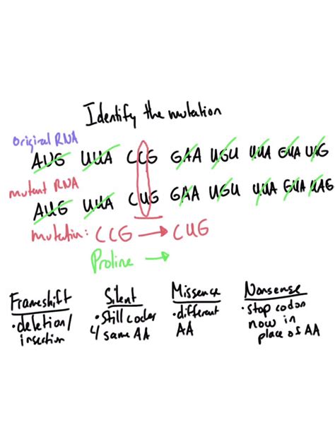 solved what type of mutation is this original mrna sequence aug uua