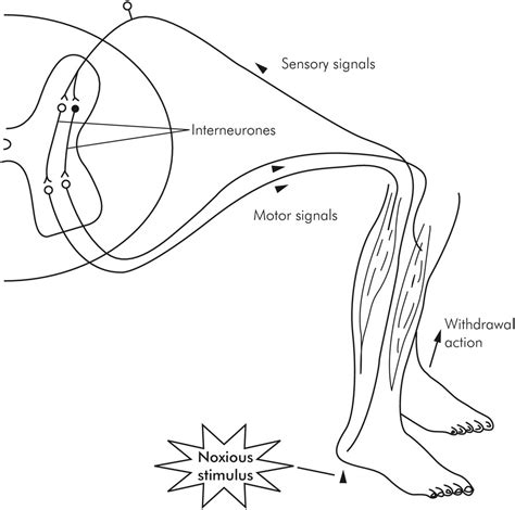 Draw A Monosynaptic Reflex Arc 1 Be Able To Draw And Describe A Monosynaptic Reflex A