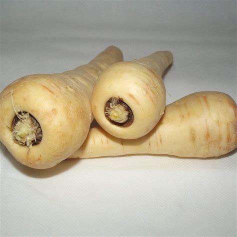 Parsnip Seeds Hollow Crown Sow True Seed