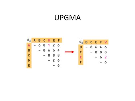 phylogenetic analysis ppt download