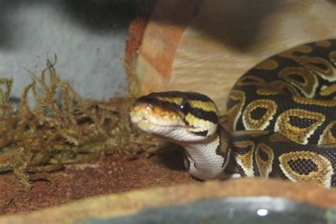 381 Ball Python Names That Coil With Cool 381 Ball Python Names That Coil With Cool