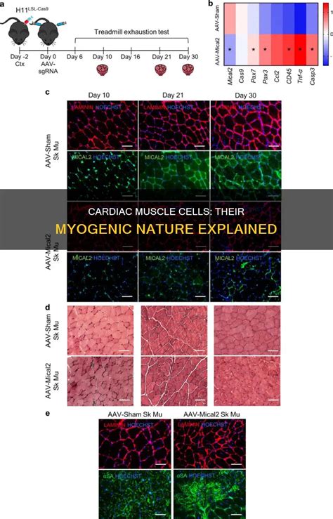 Cardiac Muscle Cells Their Myogenic Nature Explained Cyvigor