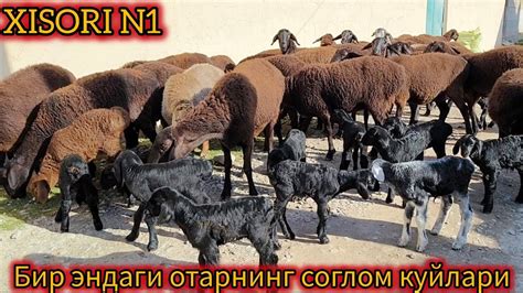 ОТАРДА ЮРГАН ЗОТИ ТОЗА ХИСОРИ КУЙЛАРИ - YouTube