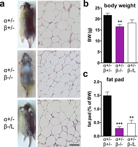 The C Ebpβ Lip Isoform Functions In Tandem With C Ebpα In Fat And Skin Download Scientific