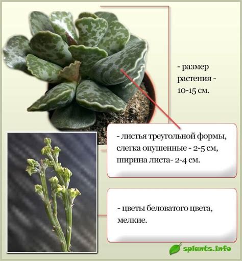 Адромискус - комнатный суккулент | Комнатные цветы и уход за ними