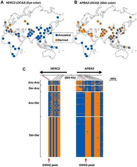 Allele Frequency And Haplotype Analysis For Eye And Skin Color Loci At