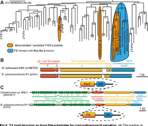 Figure 6 From A Bacterial Toxin Antitoxin Module Is The Origin Of Inter Bacterial And Inter
