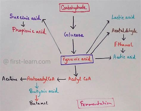 Fermentation Definition Types Of Fermentation Application