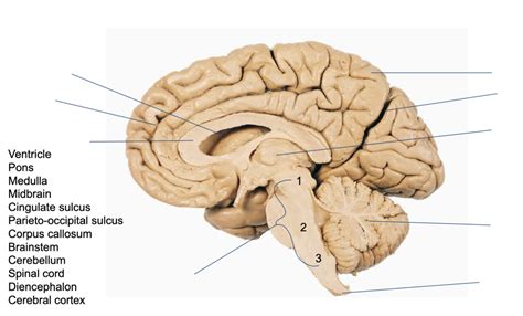 Parieto Occipital Sulcus
