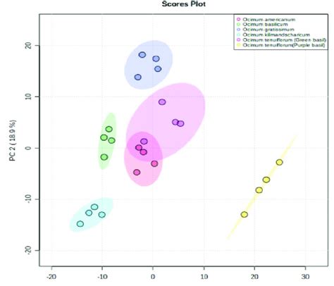 pca scores plot among inflorescences of ocimum tenuiflorum green and download scientific