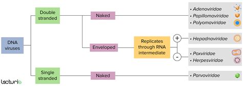 Adenovirus Classification