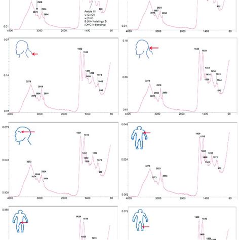 Attenuated Total Reflectance Fourier Transformed Infrared Spectroscopy Download Scientific