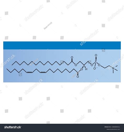 Diagram Showing Schematic Molecular Structure Phosphatidylcholine Stock Vector Royalty Free