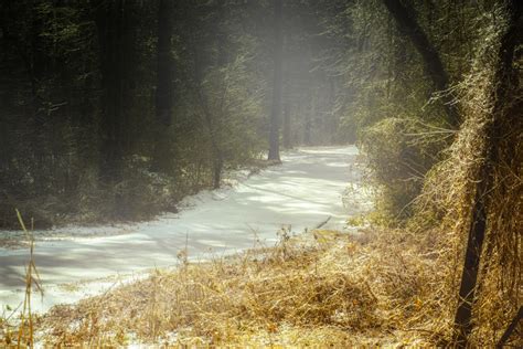 무료 이미지 시원한 겨울 노스 캐롤라이나 눈 자연 삼림지 나무 통로 우디 식물 햇빛 잎 아침 분기