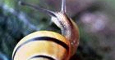 a protective shell