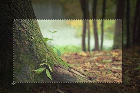 Resizing Rotating And Cropping An Image By Riahoor Fiverr