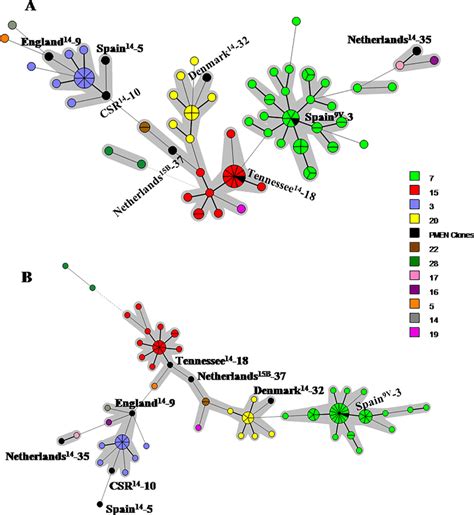 minimum spanning tree showing the genetic relationship observed by mlva