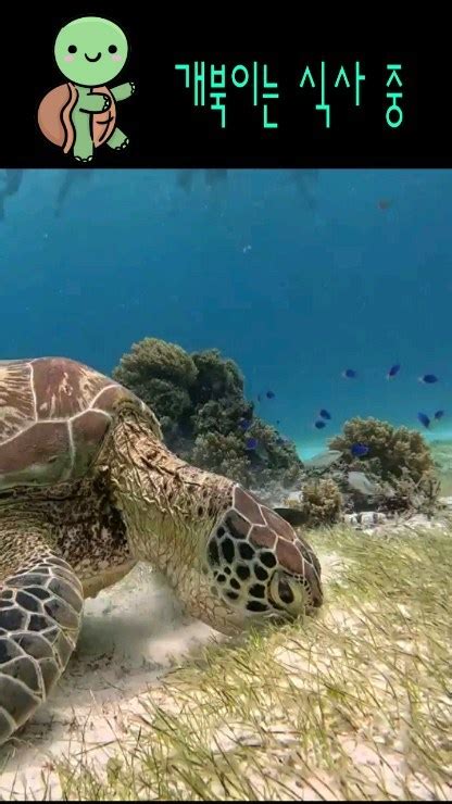 보홀 거북이 보고 가셔요~~~ 🚩최초 프리미엄 보홀션🚩 👍 보홀 최초 프리미엄 🏞 프리미엄 발리카삭 호핑투어 🚐 프리미엄 투어and픽업샌딩 리조트 최저가 예약진행 🌟 예약