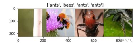 PyTorch 迁移学习实战 python 脚本之家