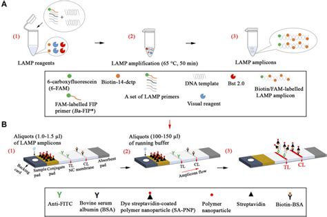 A Label Based Polymer Nanoparticles Biosensor Combined With Loop Mediated Isothermal