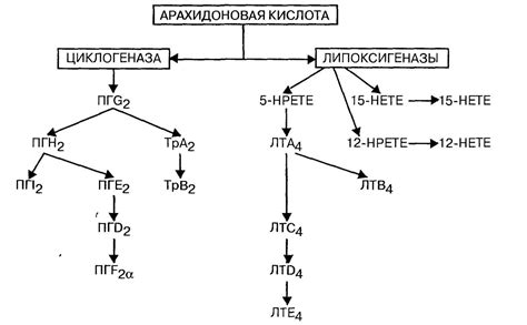 Арахидоновая кислота — Курсовые контрольные лабораторные работы и всё для учёбы