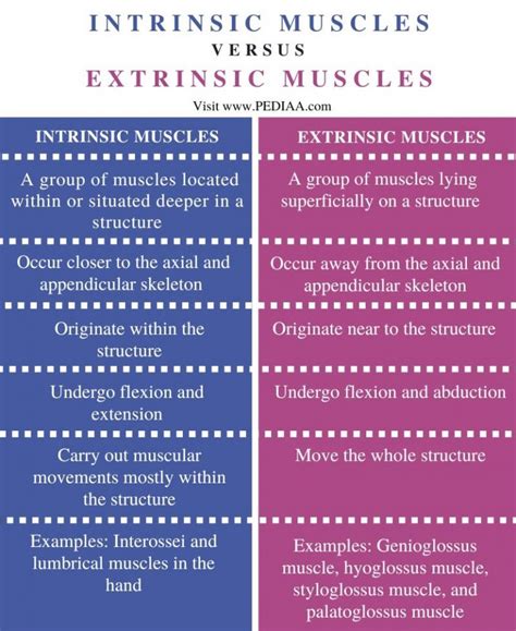What Is The Difference Between Intrinsic And Extrinsic Muscles Pediaa Com