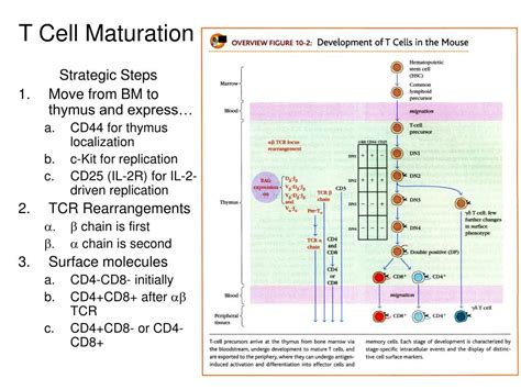 Ppt T Cell Maturation Activation And Differentiation Powerpoint Presentation Id 4616794