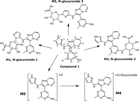 Biotransformation Of Compound 1 In Vivo And In Vitro Download Scientific Diagram