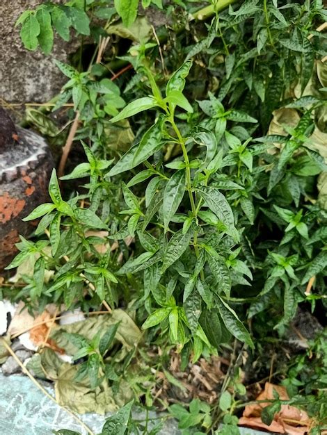 Chireta Images Free Download On Freepik