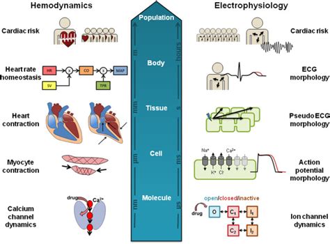 Spatial And Temporal Scales At Which Cardiovascular Systems Models