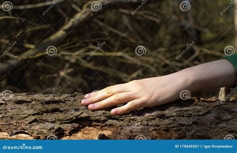 Female Hand Stroking A Tree Trunk Stock Image Image Of Forest Outdoors 179649207