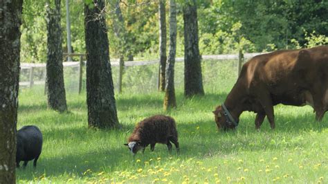 Lamb And Cow Cattle In Pasture Multi Species Gracing At Summer Scene
