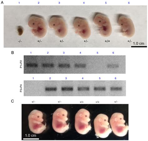 Rab1a Mutant Results In Embryonic Lethality A Representative Images