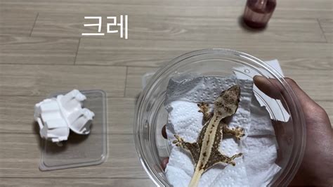 크레스티드 게코 릴리 화이트 암컷 Youtube