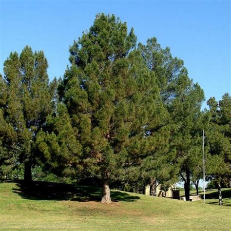 Afghan Pine Pinus Eldarica 10 Seeds