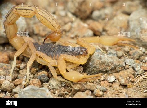 Fully Grown Indian Red Scorpion Hottentotta Tamulus Satara